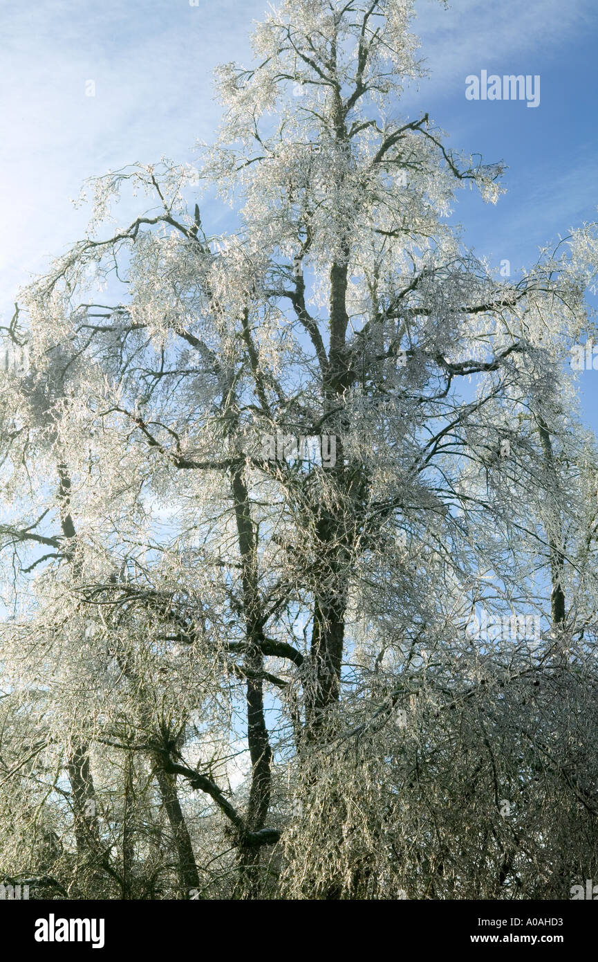 Tree in freezing rain Near Alpine Oregon Stock Photo - Alamy