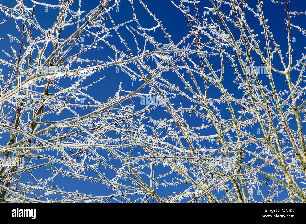 Branches with freezing rain Near Monroe Oregon Stock Photo - Alamy