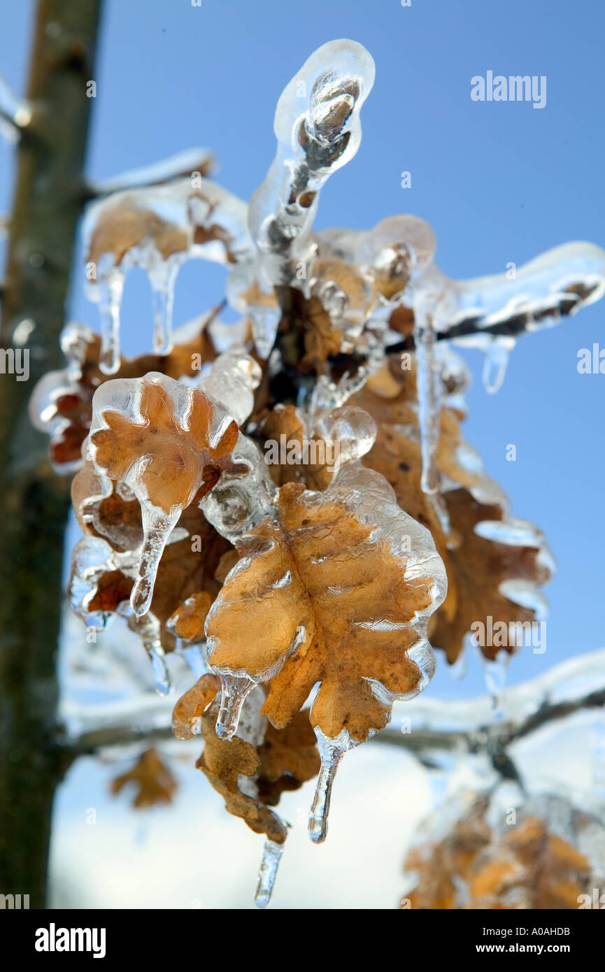 Oregon oak tree leaves hi-res stock photography and images - Alamy