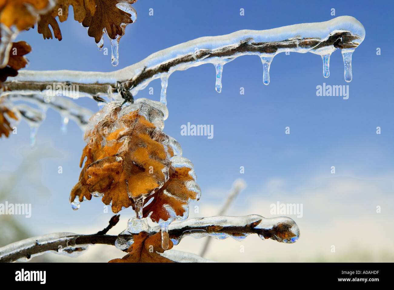 Oak leaves with freezing rain Near Alpine Oregon Stock Photo - Alamy