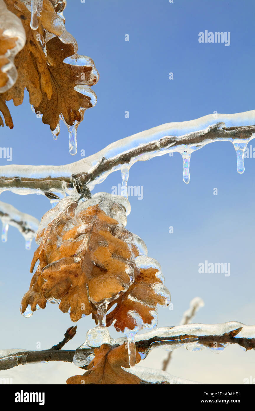 Oregon oak tree leaves hi-res stock photography and images - Alamy