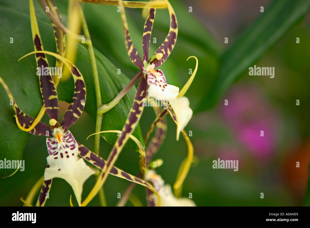 Bob henley hi-res stock photography and images - Alamy
