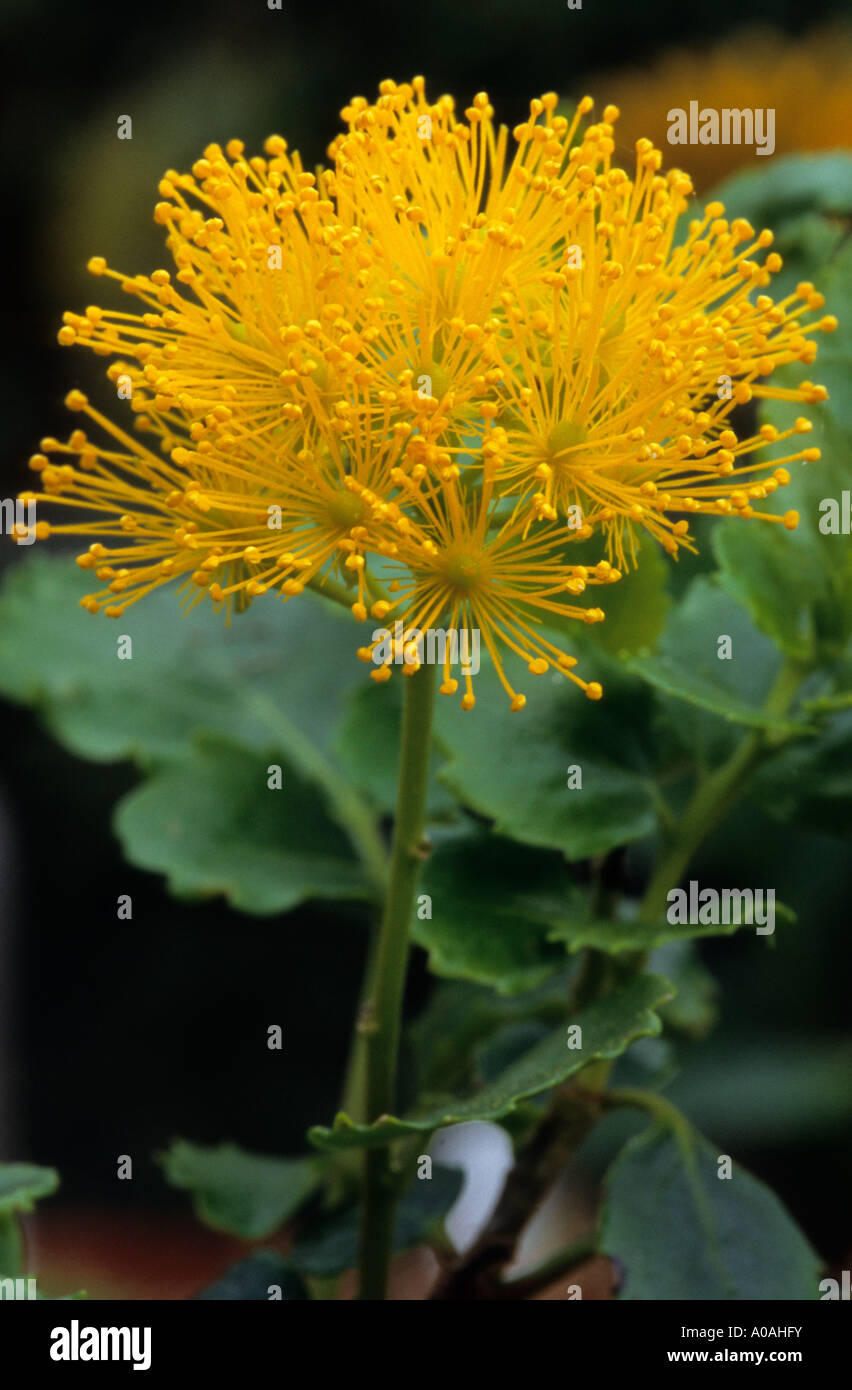 Azara hi-res stock photography and images - Alamy