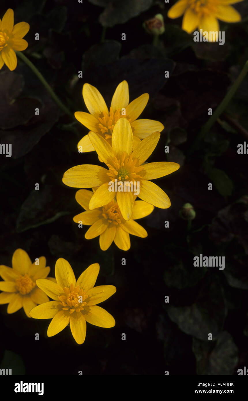 RANUNCULUS FICARIA 'QUANTOCK BROWN' (LESSER CELANDINE Stock Photo - Alamy