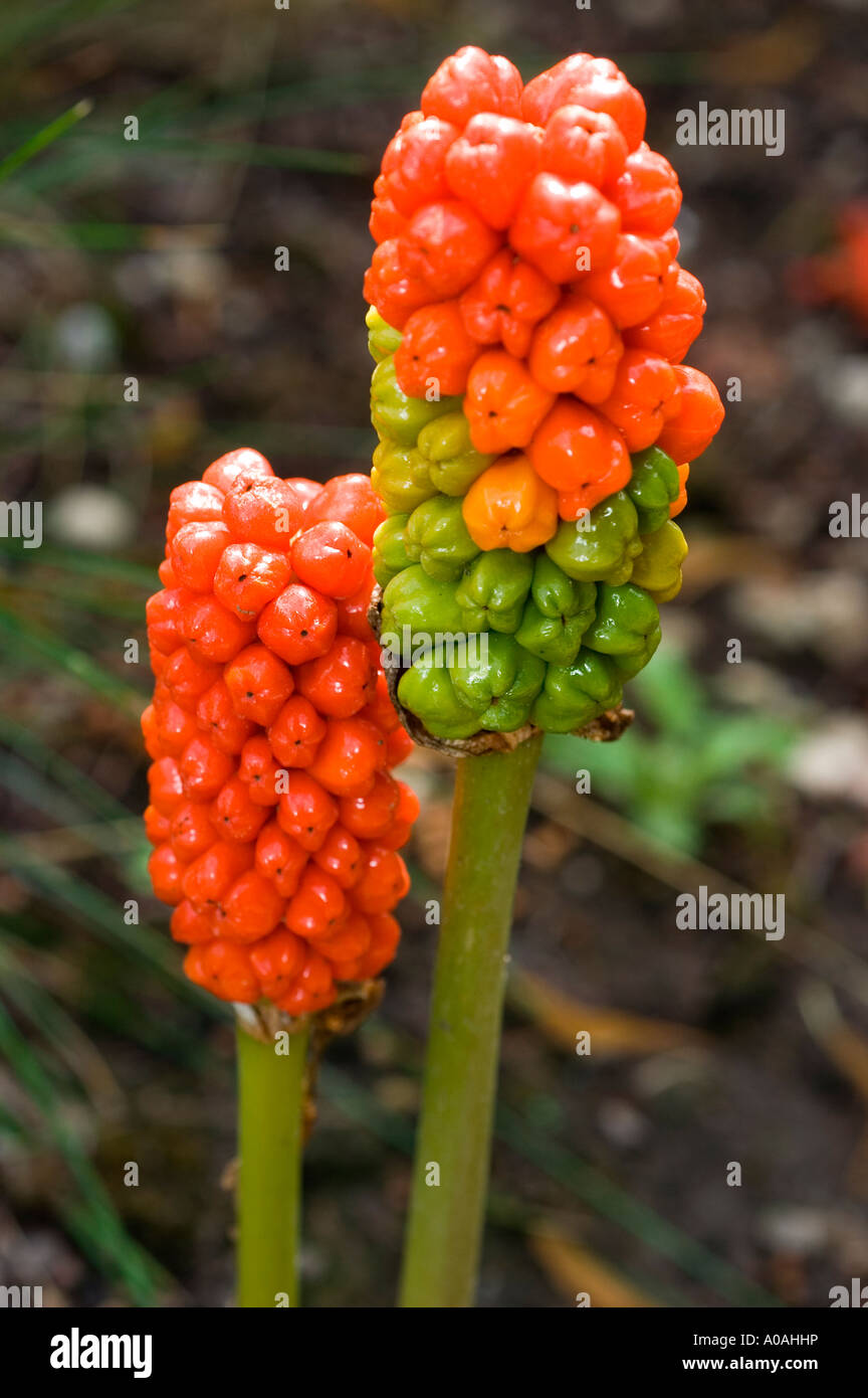 Red fruits of cuckoo pint Araceae Arum maculatum Stock Photo - Alamy