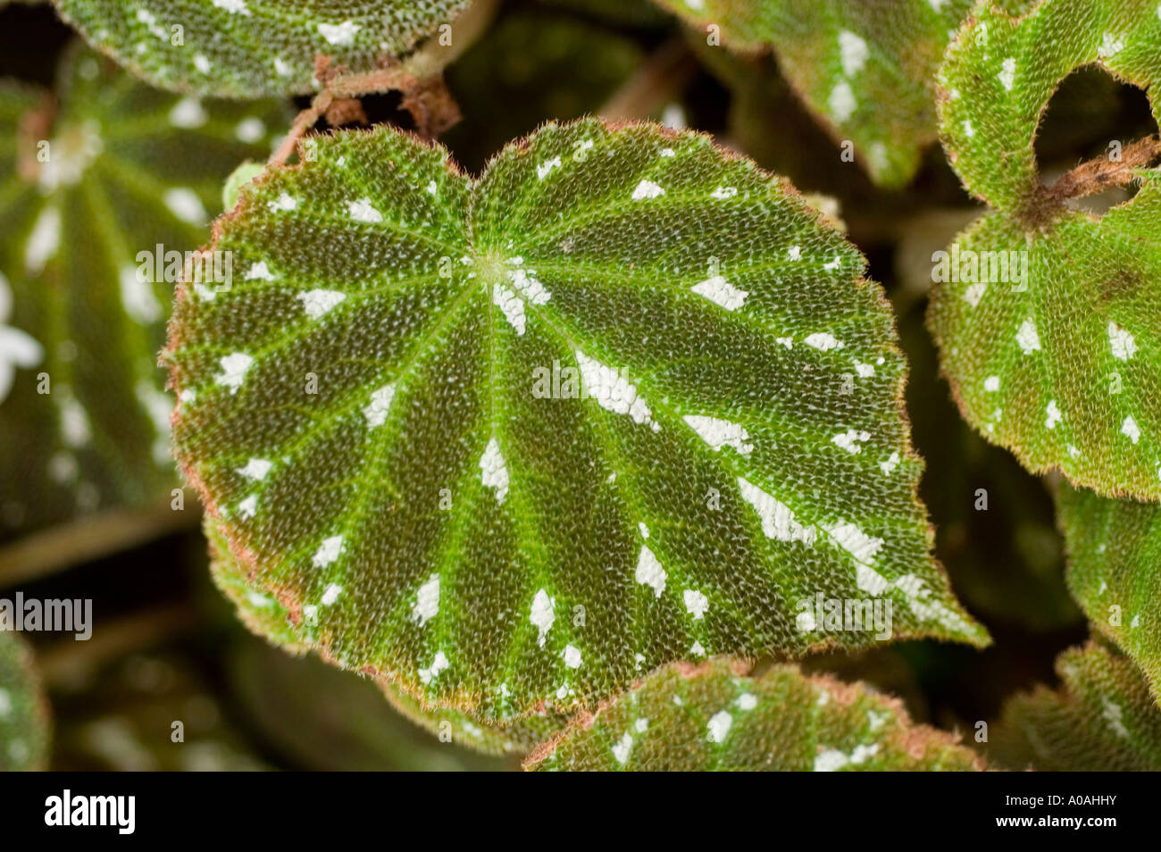 Begoniaceae Begonia pustulata Mexico Stock Photo - Alamy