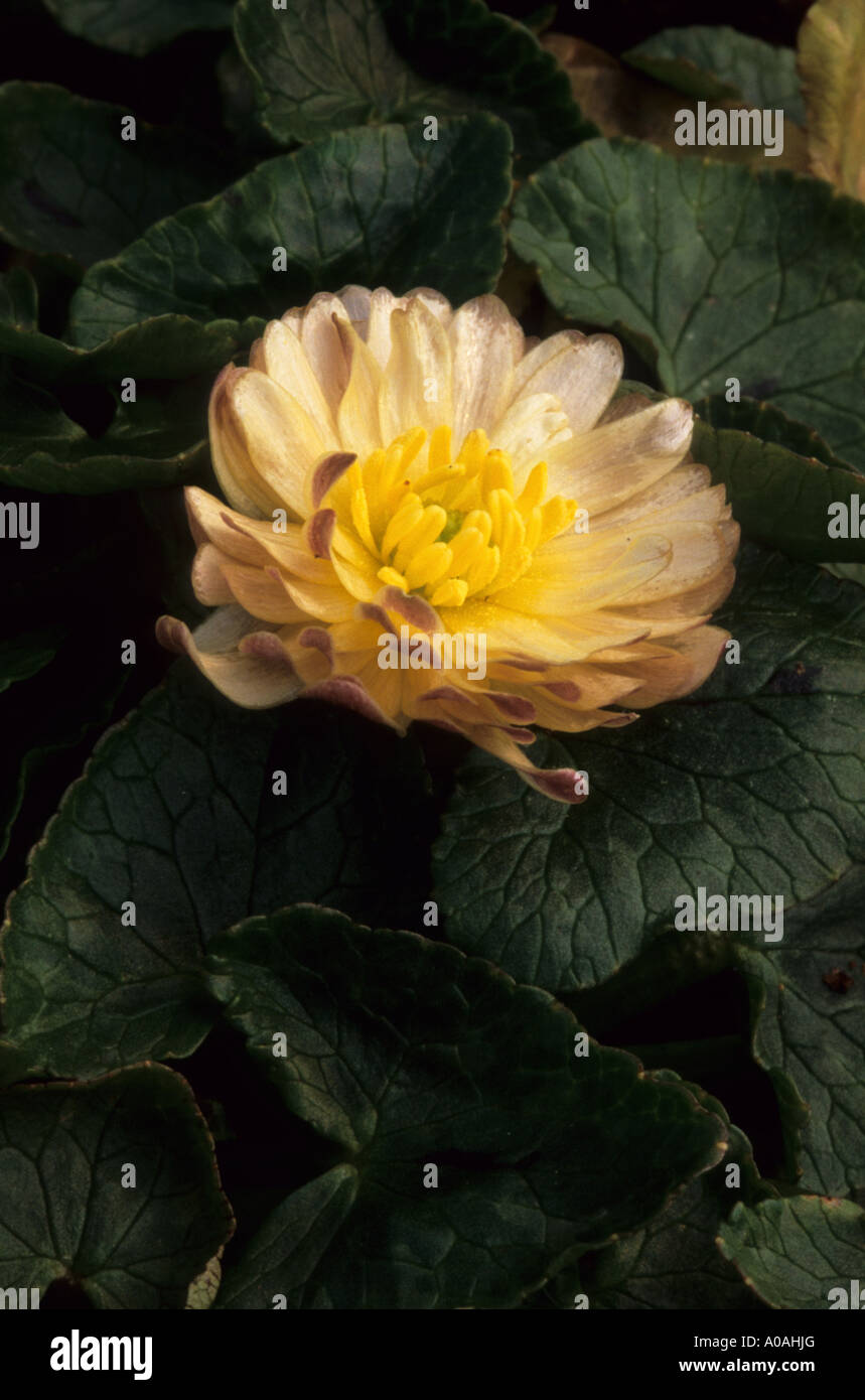 RANUNCULUS FICARIA 'DOUBLE WHITE' (LESSER CELANDINE Stock Photo - Alamy