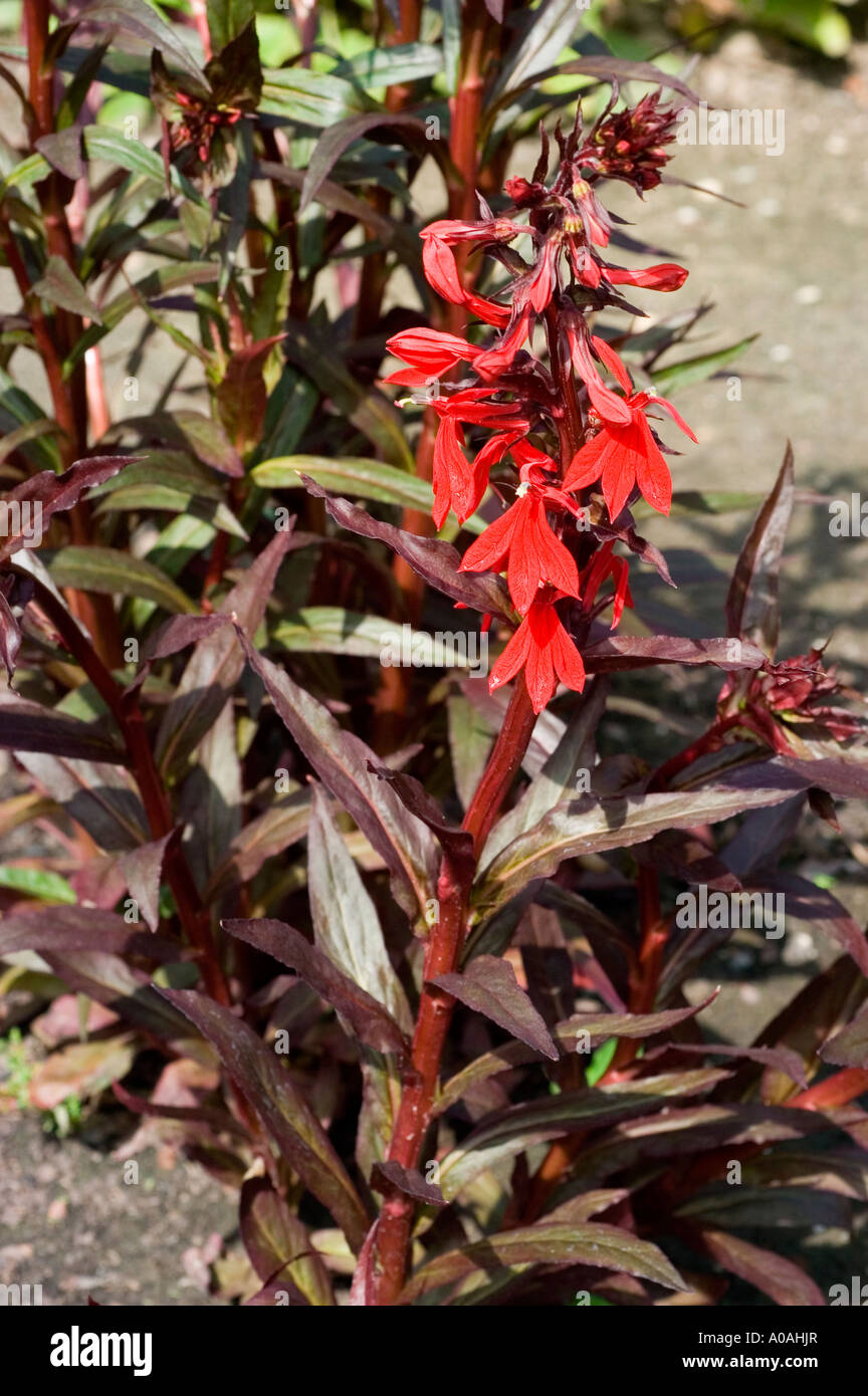 Red flower of Cardinalflower Campanulaceae Lobelia cardinalis North ...