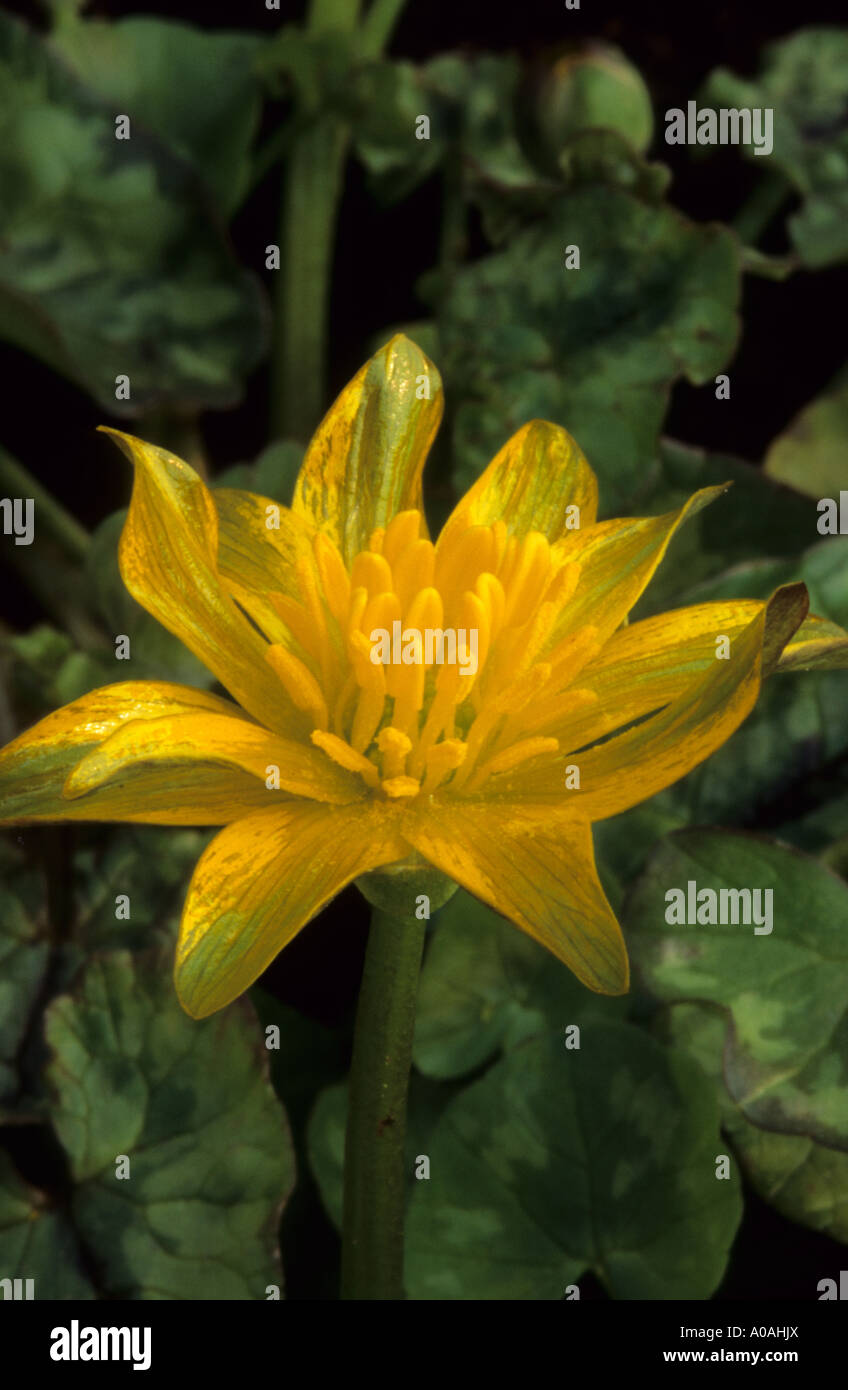 RANUNCULUS FICARIA 'FARNHAM' (LESSER CELANDINE Stock Photo - Alamy