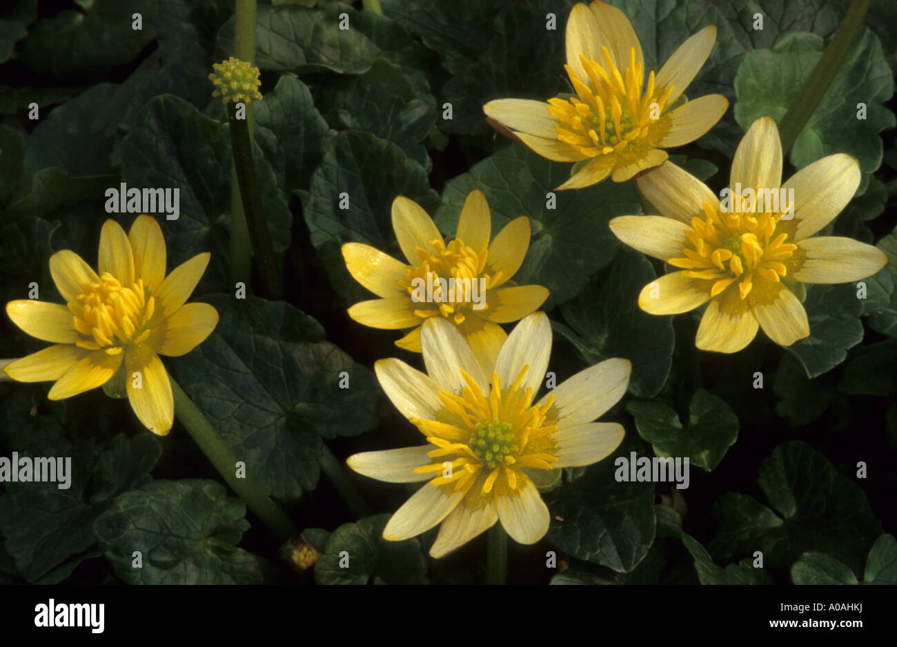 Ranunculus corms hi-res stock photography and images - Alamy