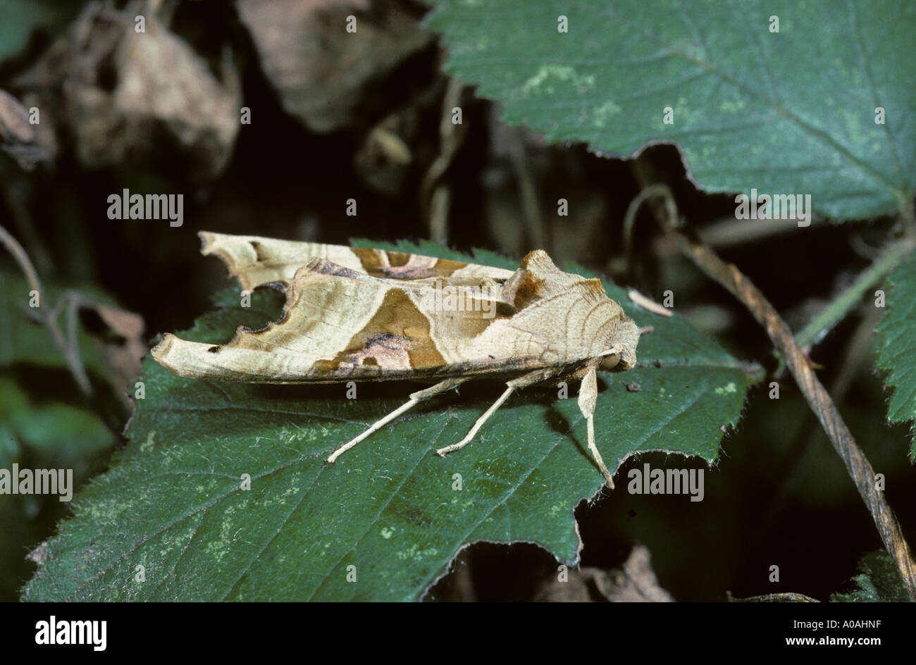 Angle shades moths hi-res stock photography and images - Alamy