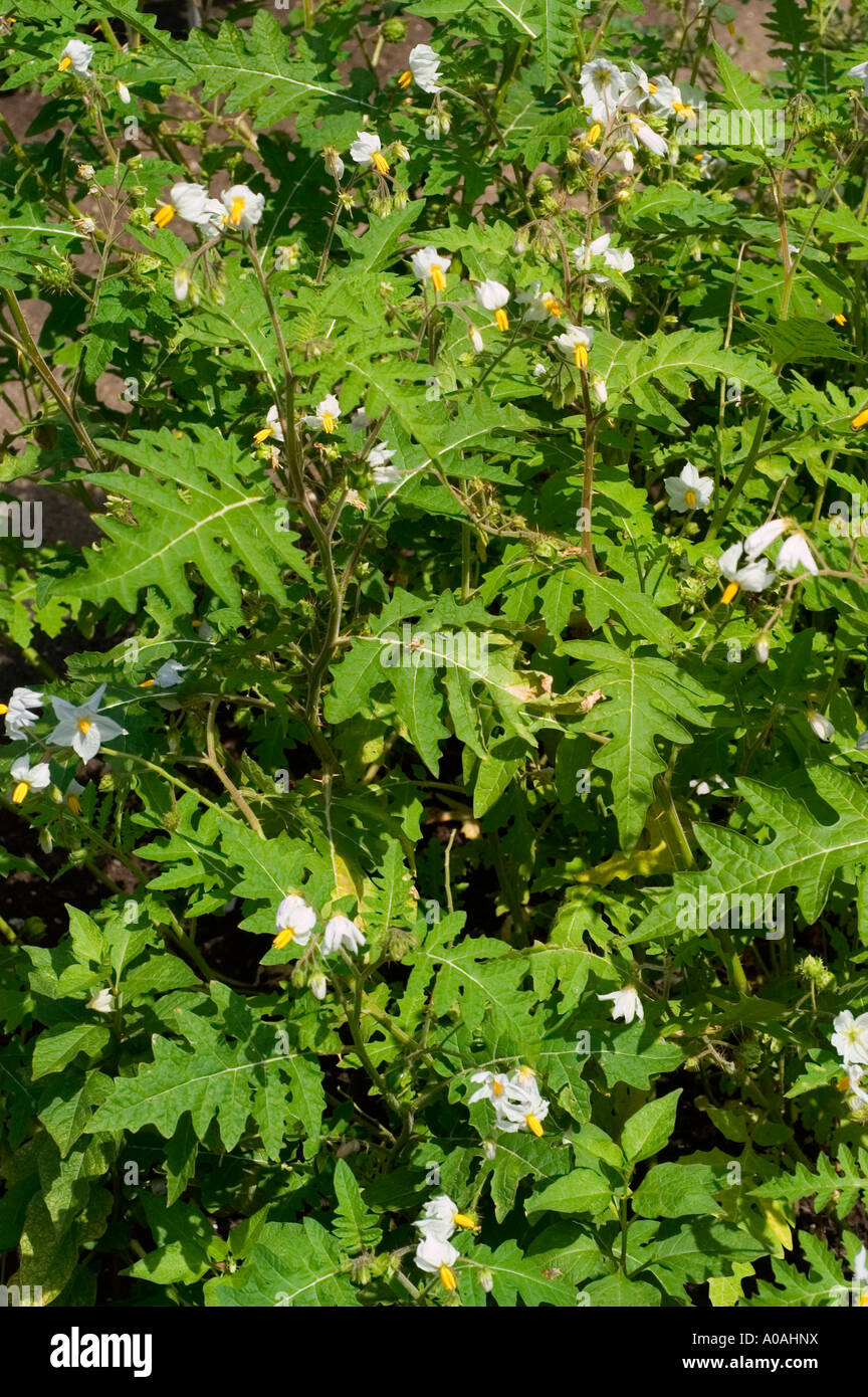 Blue and yellow flowers on Solanum plant Stock Photo - Alamy