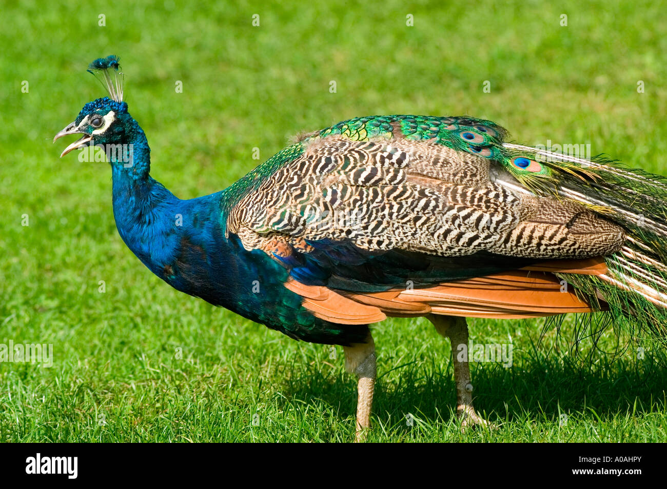 Peacock walking hi-res stock photography and images - Alamy