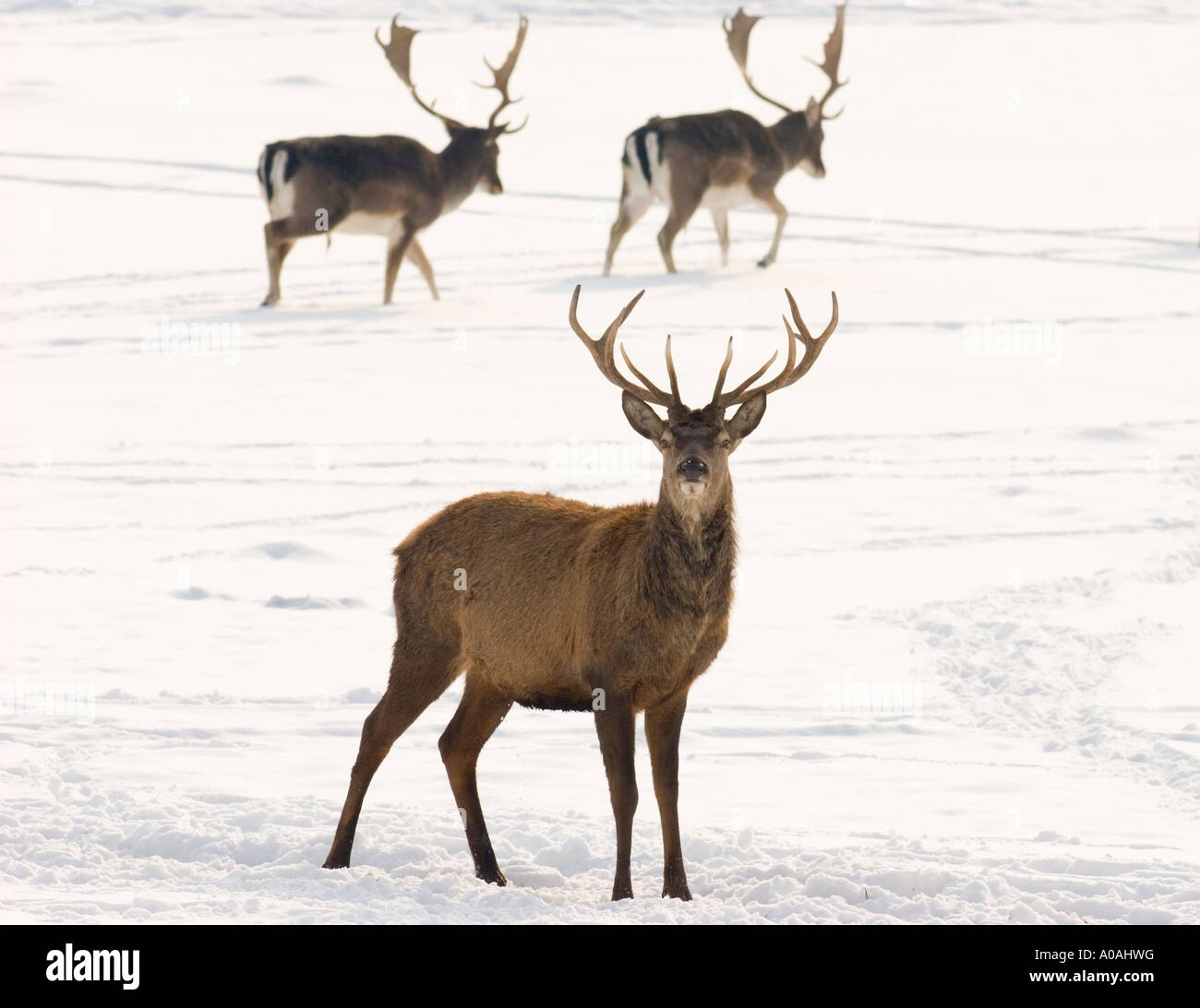 Dama dama l hi-res stock photography and images - Alamy