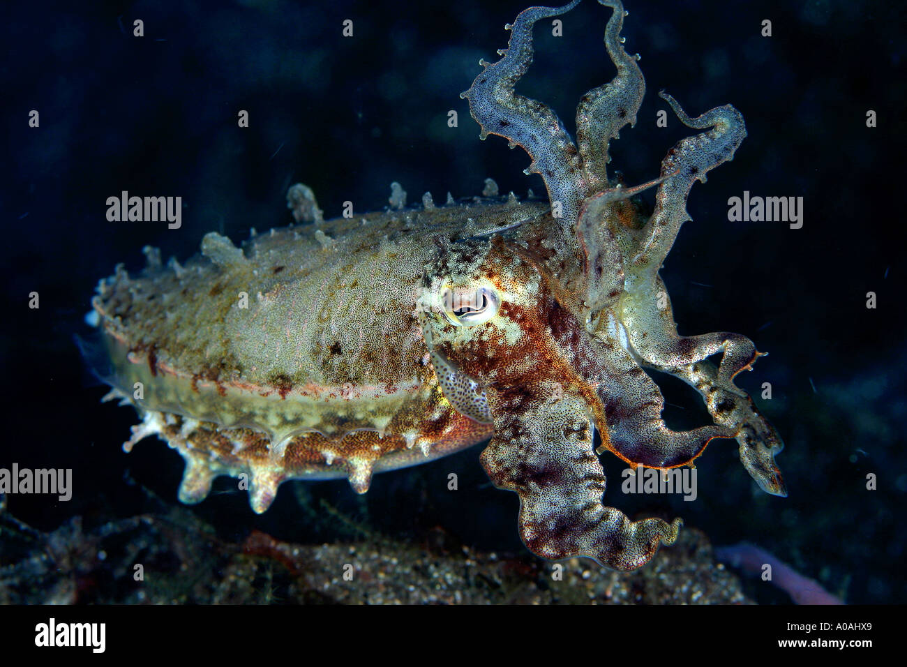 Marine Glue High Resolution Stock Photography and Images - Alamy