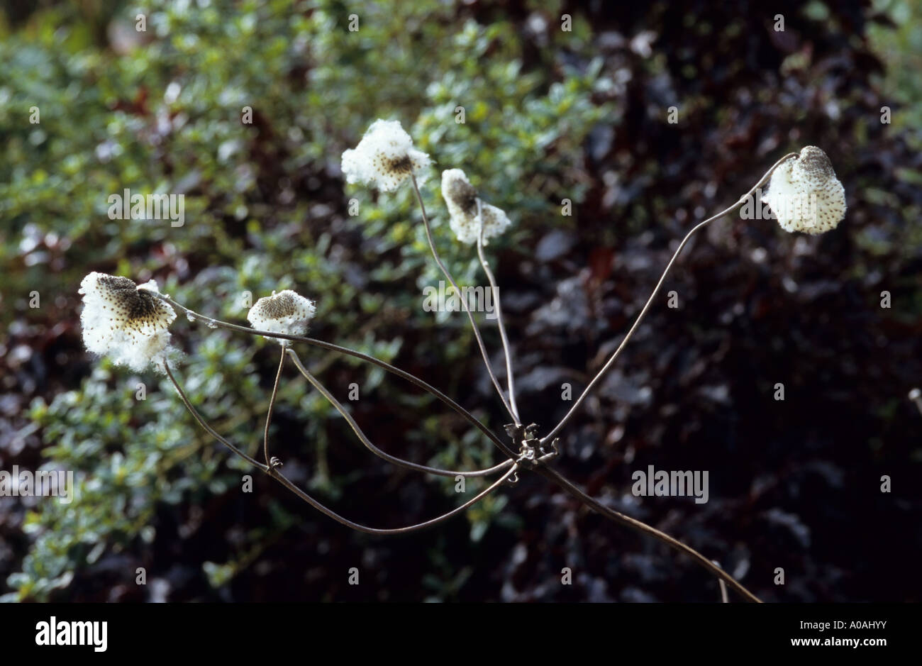 Windflower seed heads hi-res stock photography and images - Alamy