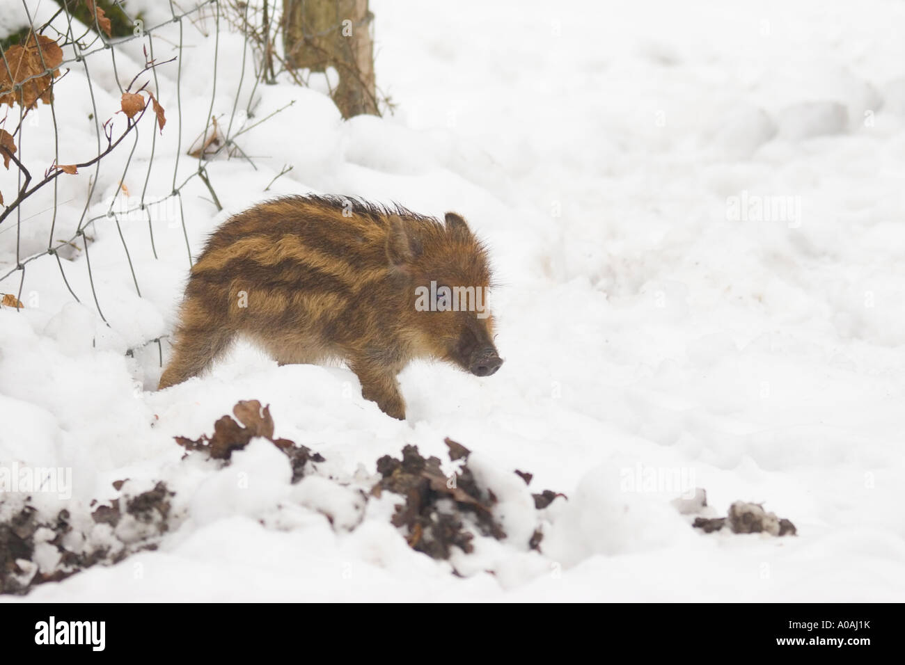 Wild boar in german hi-res stock photography and images - Alamy