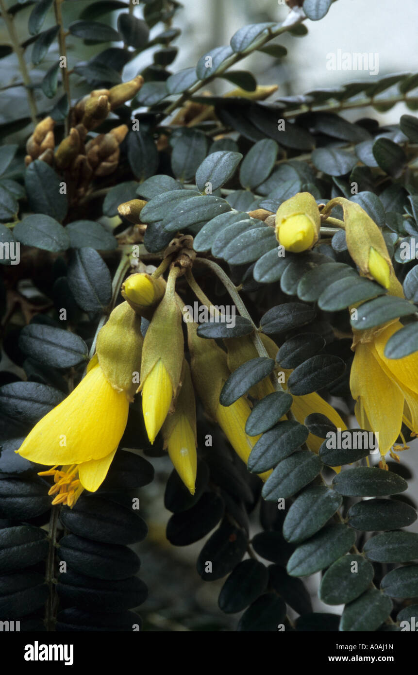 SOPHORA SUN KING Stock Photo - Alamy