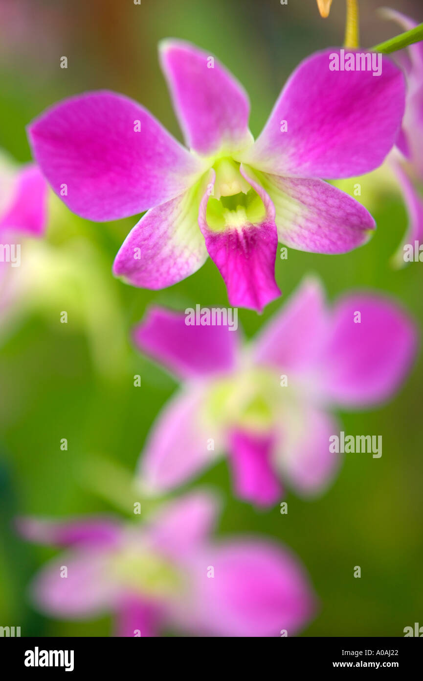 Dendrobium orchid flower hi-res stock photography and images - Alamy