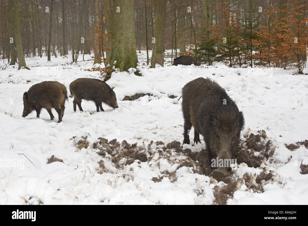 Boar sus scrofa burrow High Resolution Stock Photography and Images - Alamy