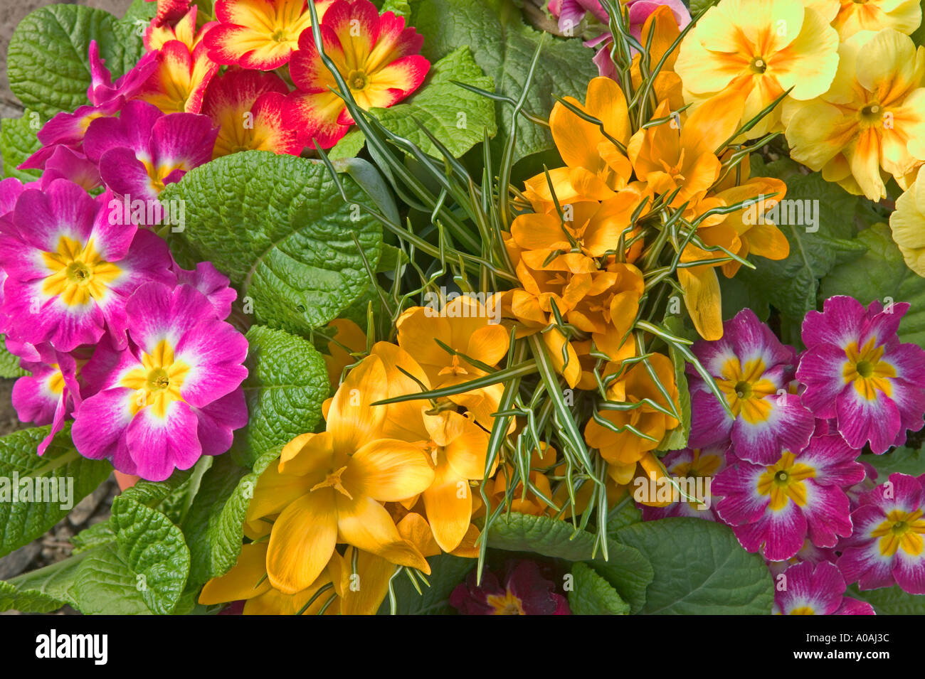 Primroses in pot hi-res stock photography and images - Alamy