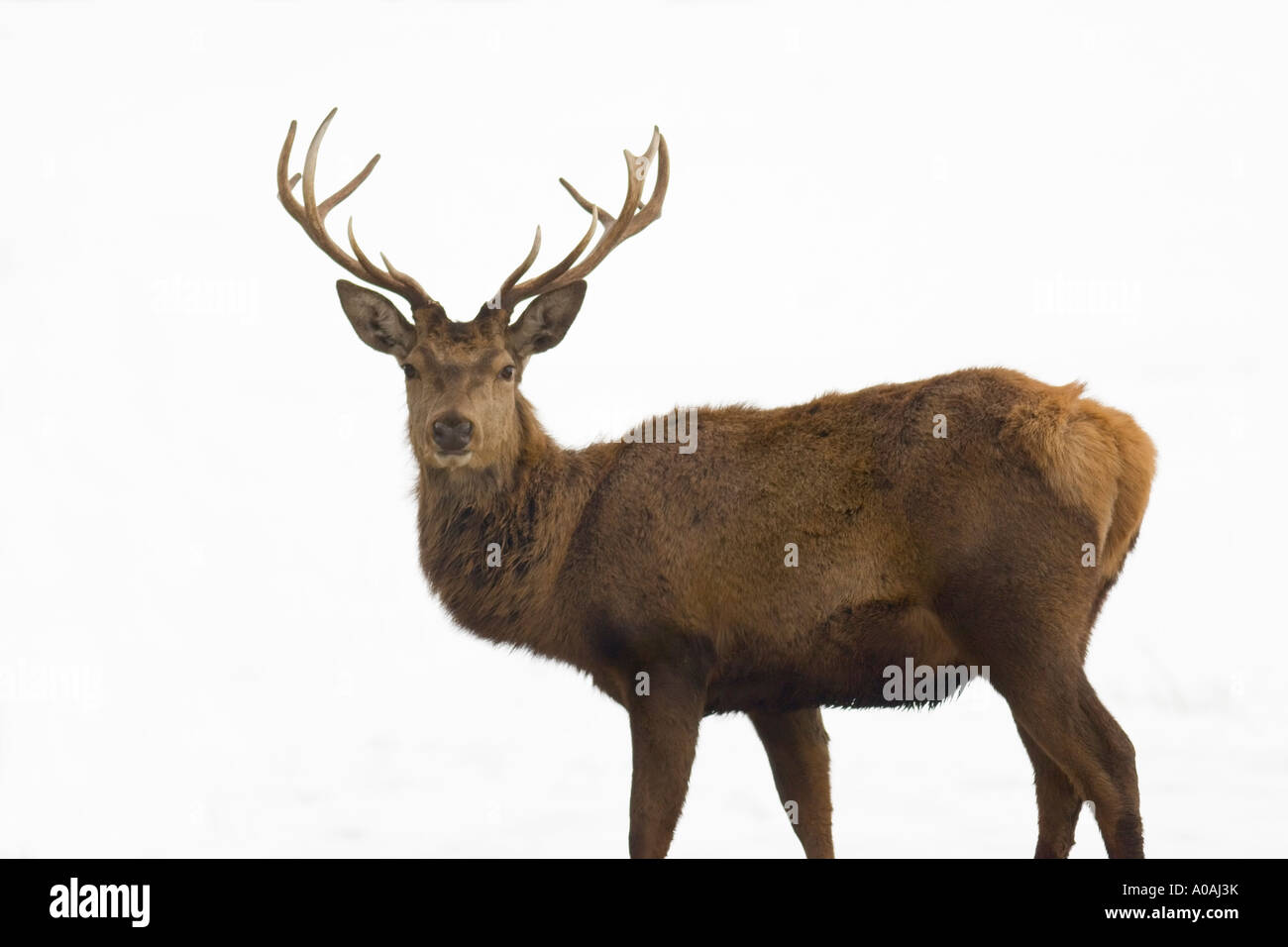 Wild red deer standing hi-res stock photography and images - Alamy