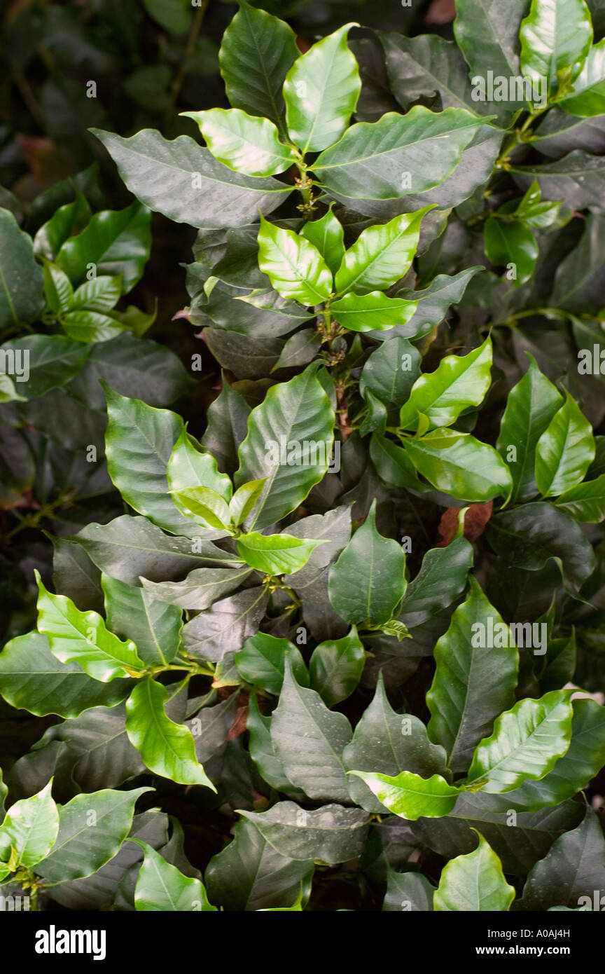 Arabian coffee coffea arabica hi-res stock photography and images - Alamy