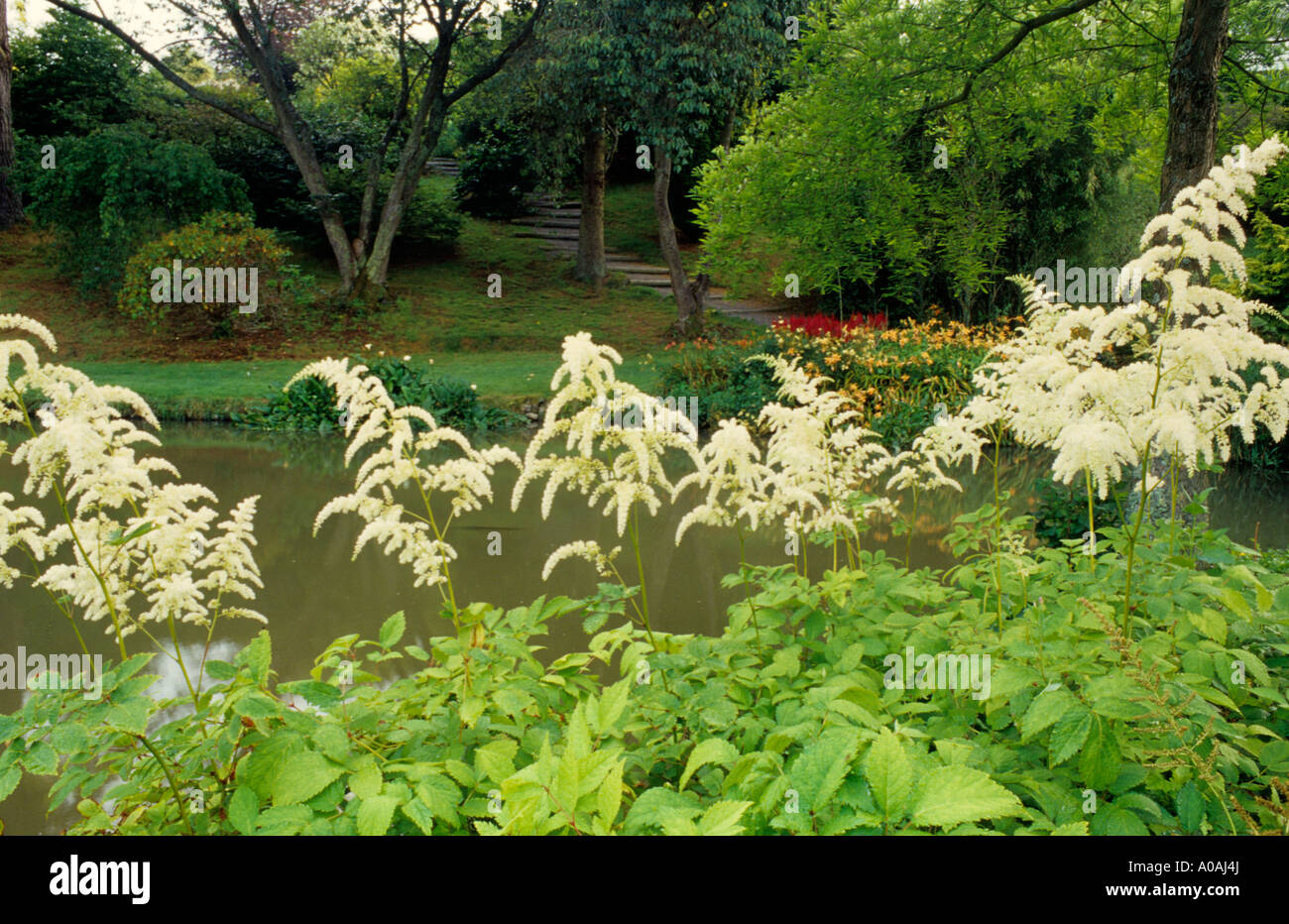 ASTILBE MOERHEIMII (FALSE GOATSBEARD) AT MARWOOD HILL GARDEN DEVON ...