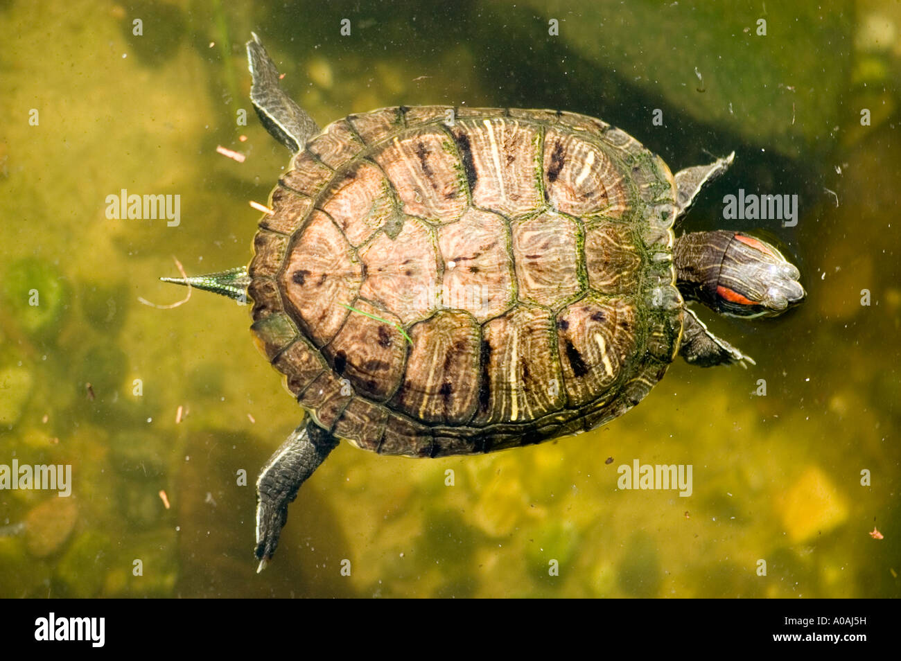 Red eared Slider Trachemys scripta elegans North America Stock Photo ...