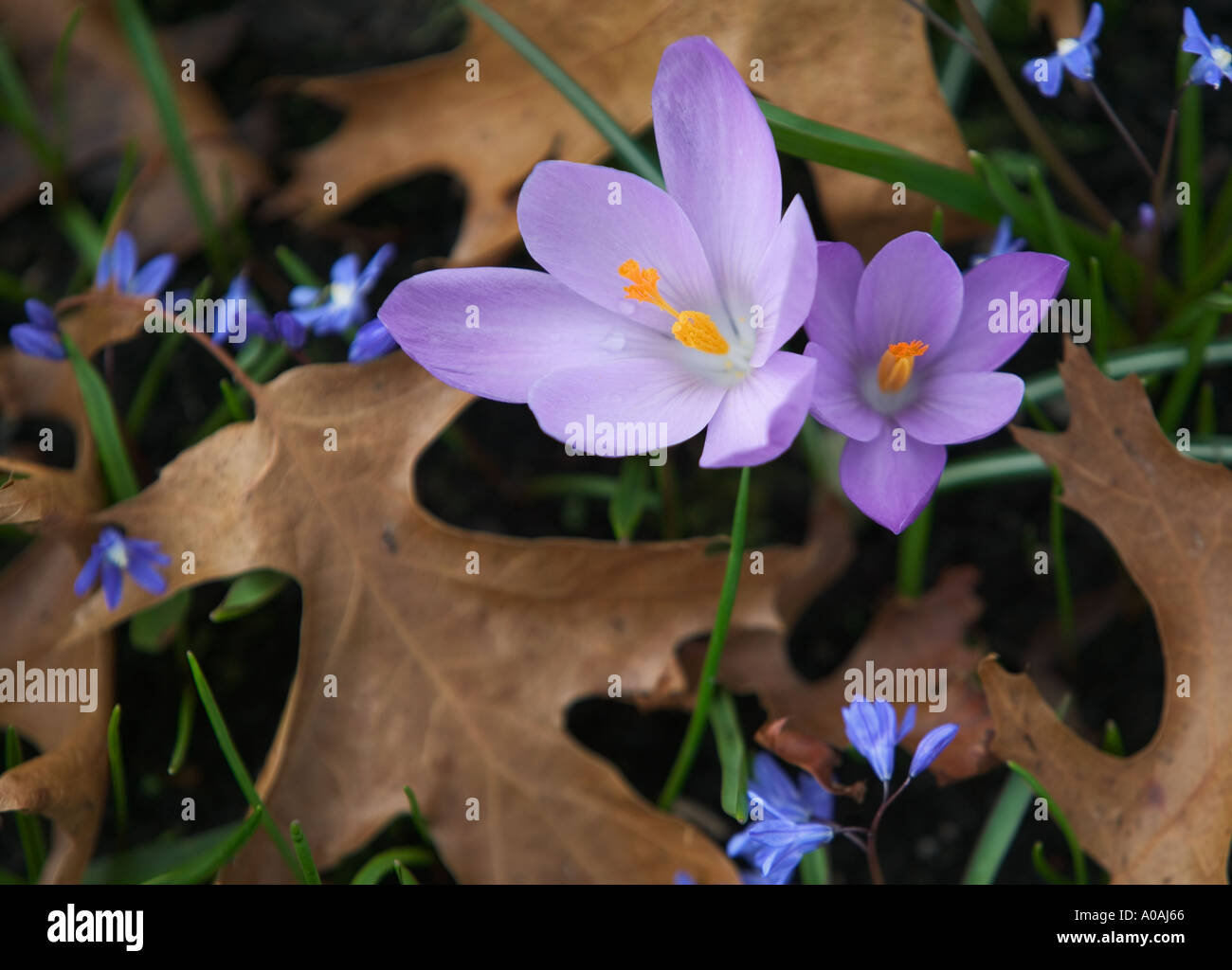 Oakleaves hi-res stock photography and images - Alamy