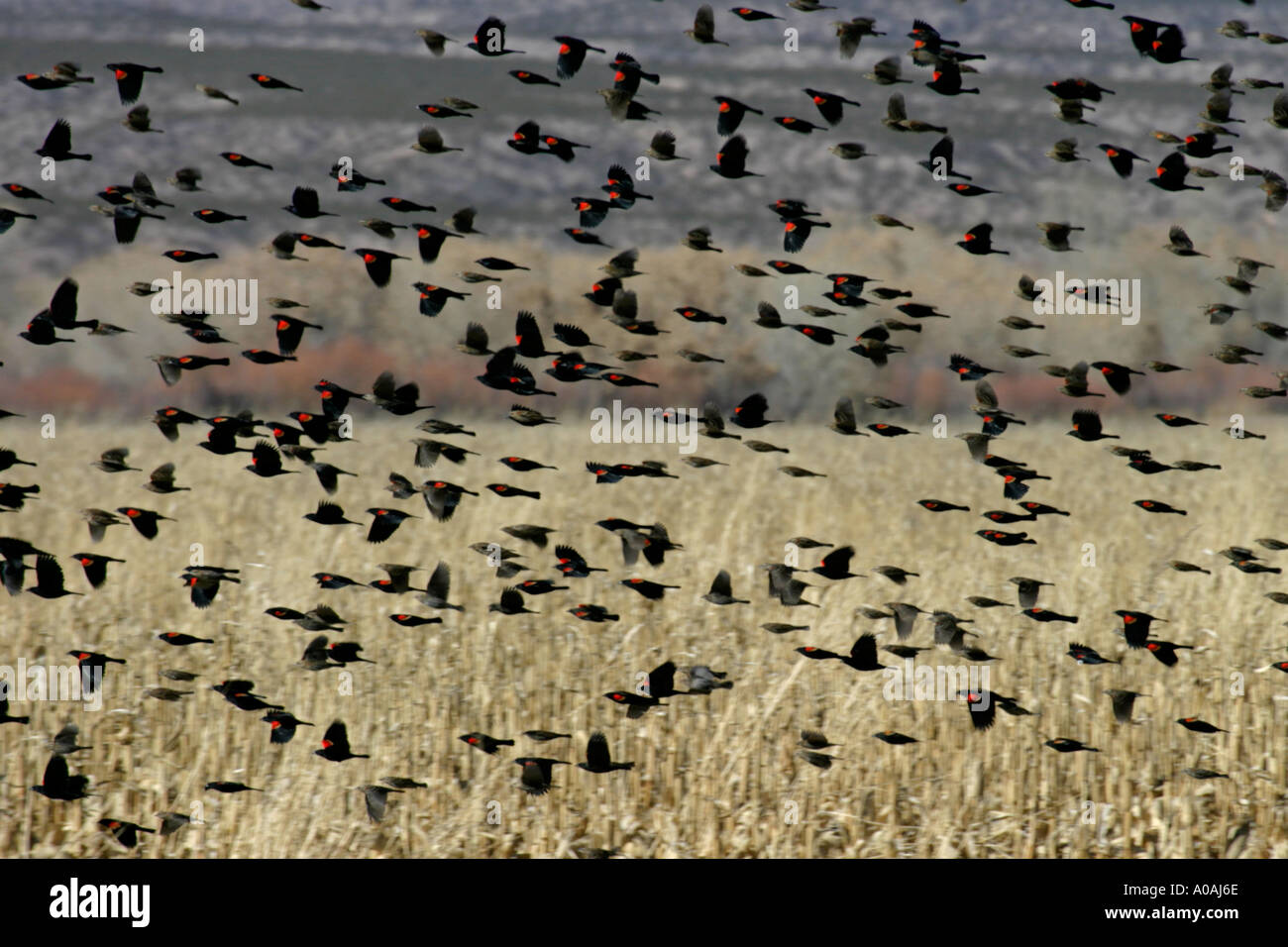 flock of red winged blackbirds in flight Stock Photo - Alamy