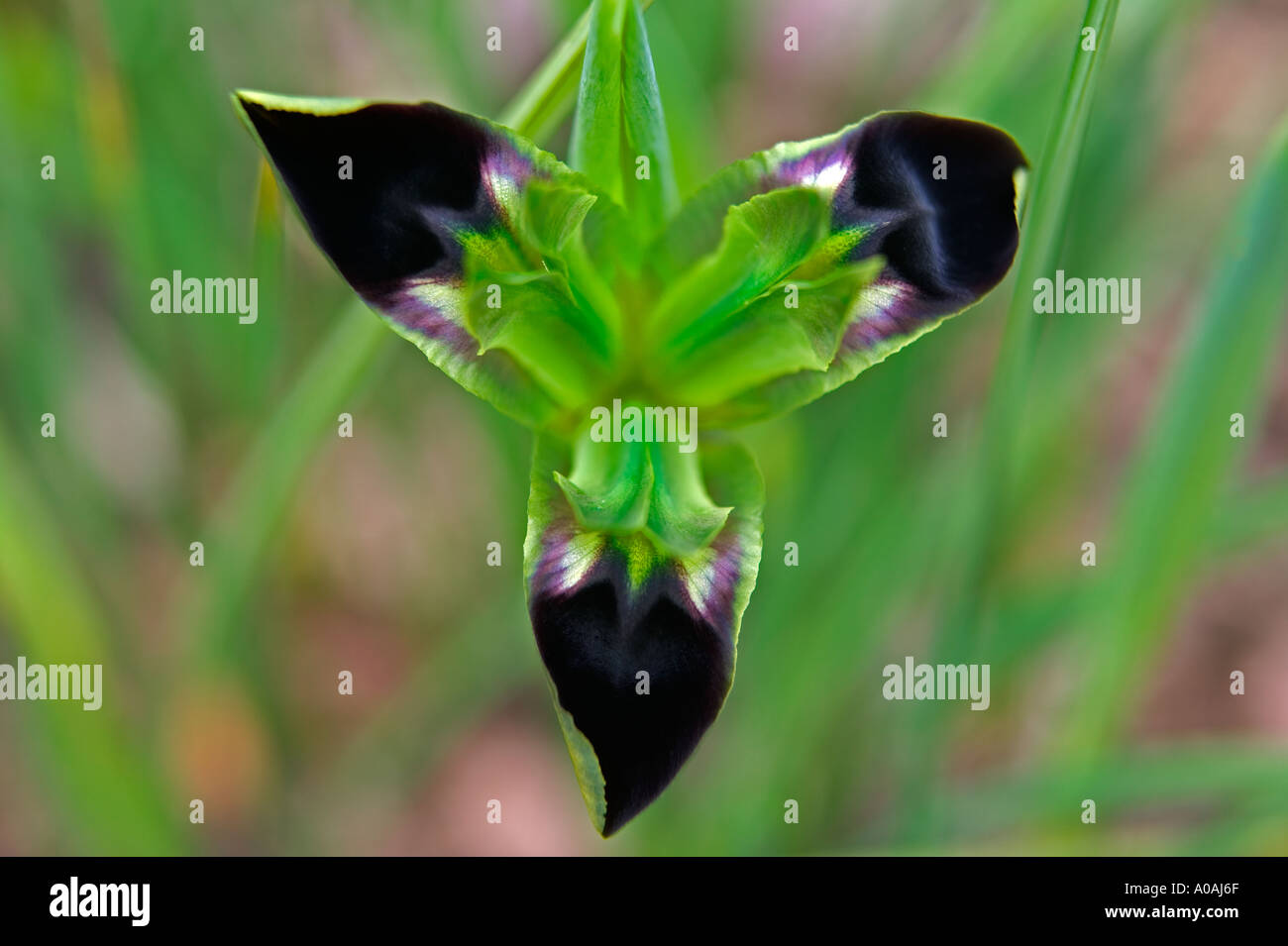 Snakes Head Iris Hermodactylus tuberosus Syn Iris Tuberosa Oregon ...