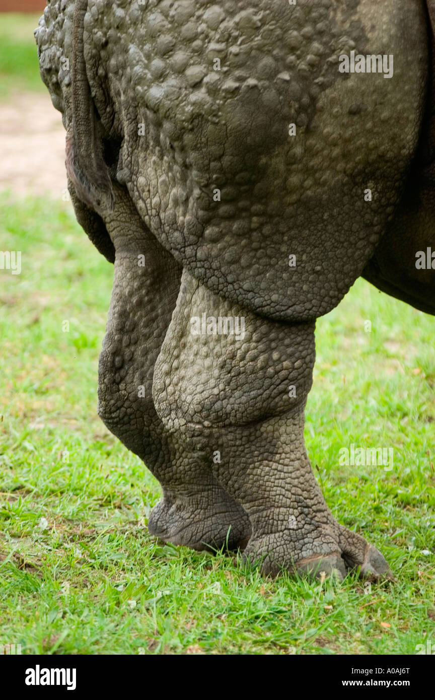 Back legs and armour close up of Rhinoceros standing on the green grass ...