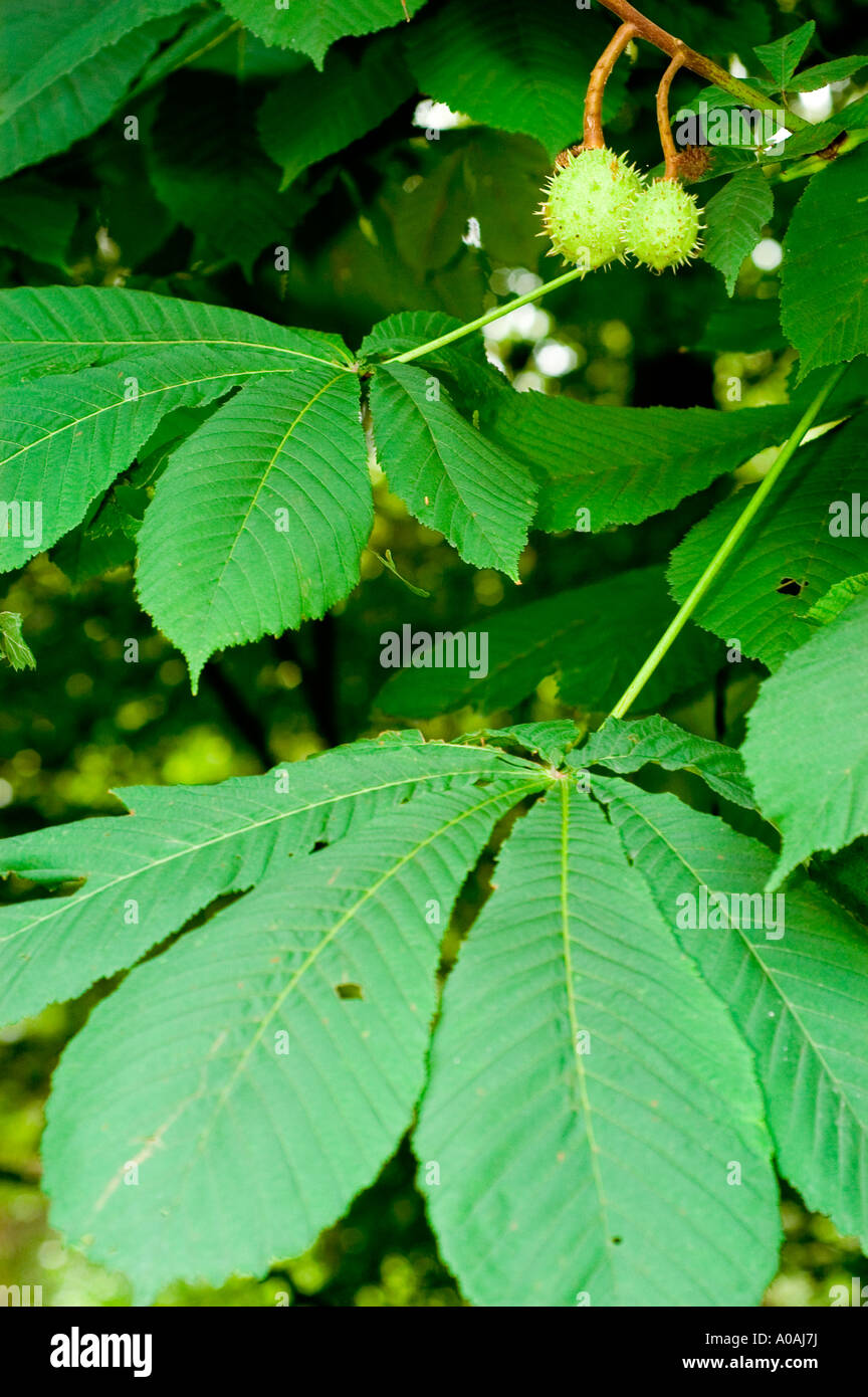 Sweet chestnut tree branch with nutshells and leaves fagaceae castanea ...