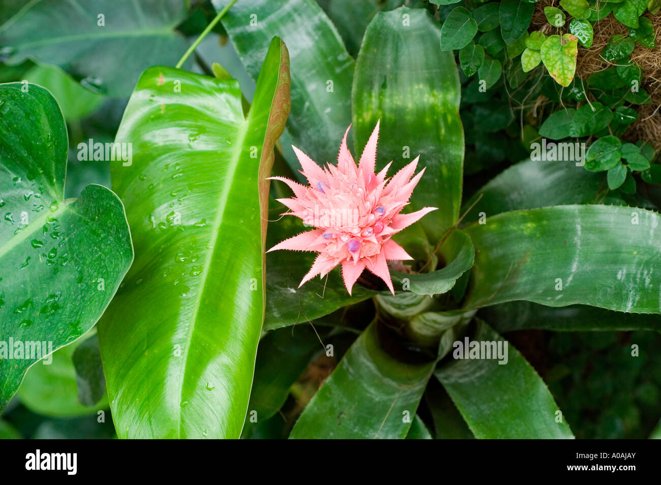 Costus megalobractea hi-res stock photography and images - Alamy