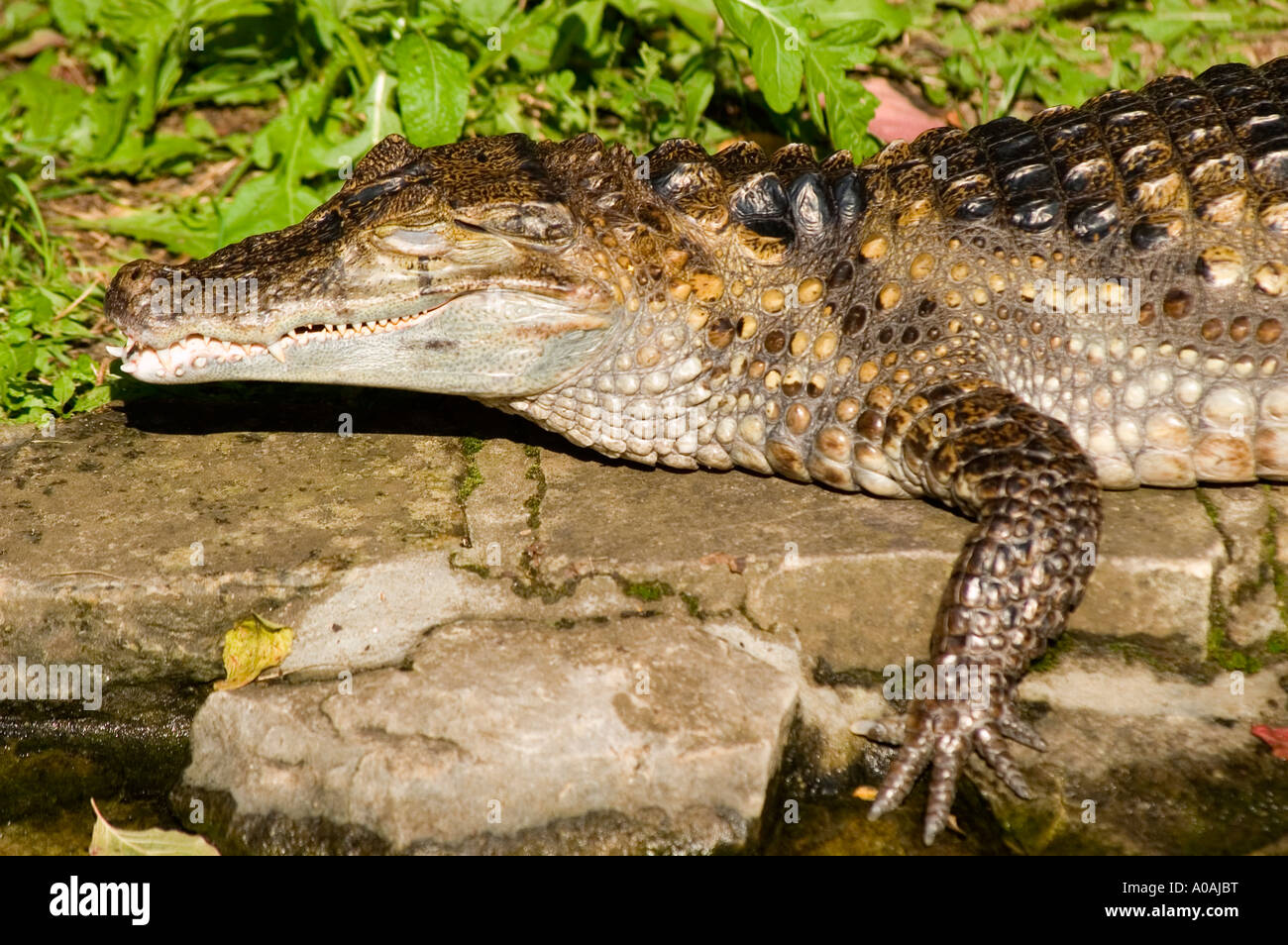 Caiman sclerops hi-res stock photography and images - Alamy
