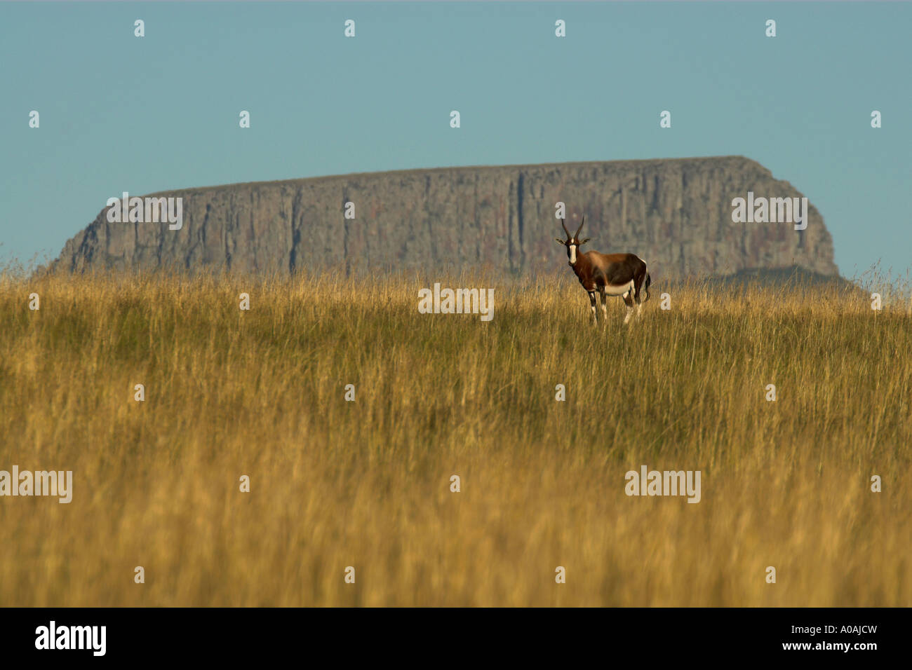 Prairies De Dorcas Quotes By Dorcas Kurgat