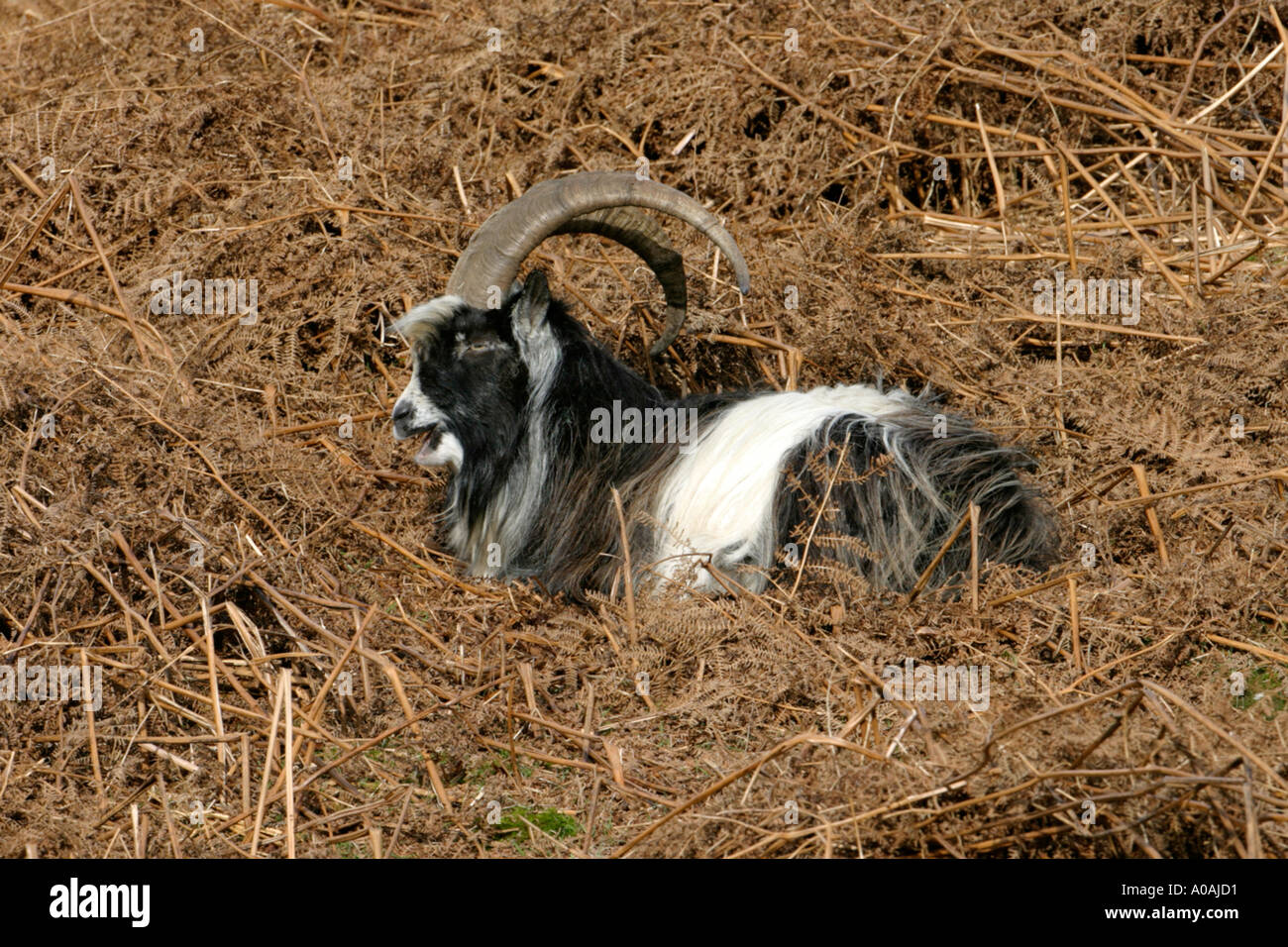 Feral goat scotland hi-res stock photography and images - Alamy