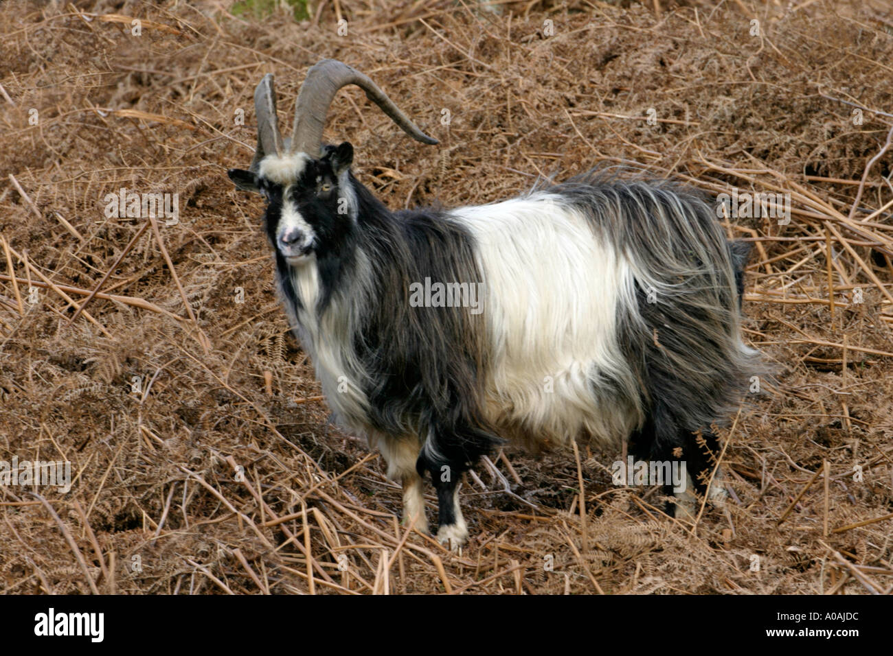 feral goat in bracken Scotland Stock Photo - Alamy