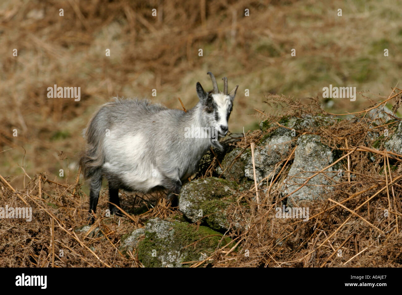 Feral goat scotland hi-res stock photography and images - Alamy
