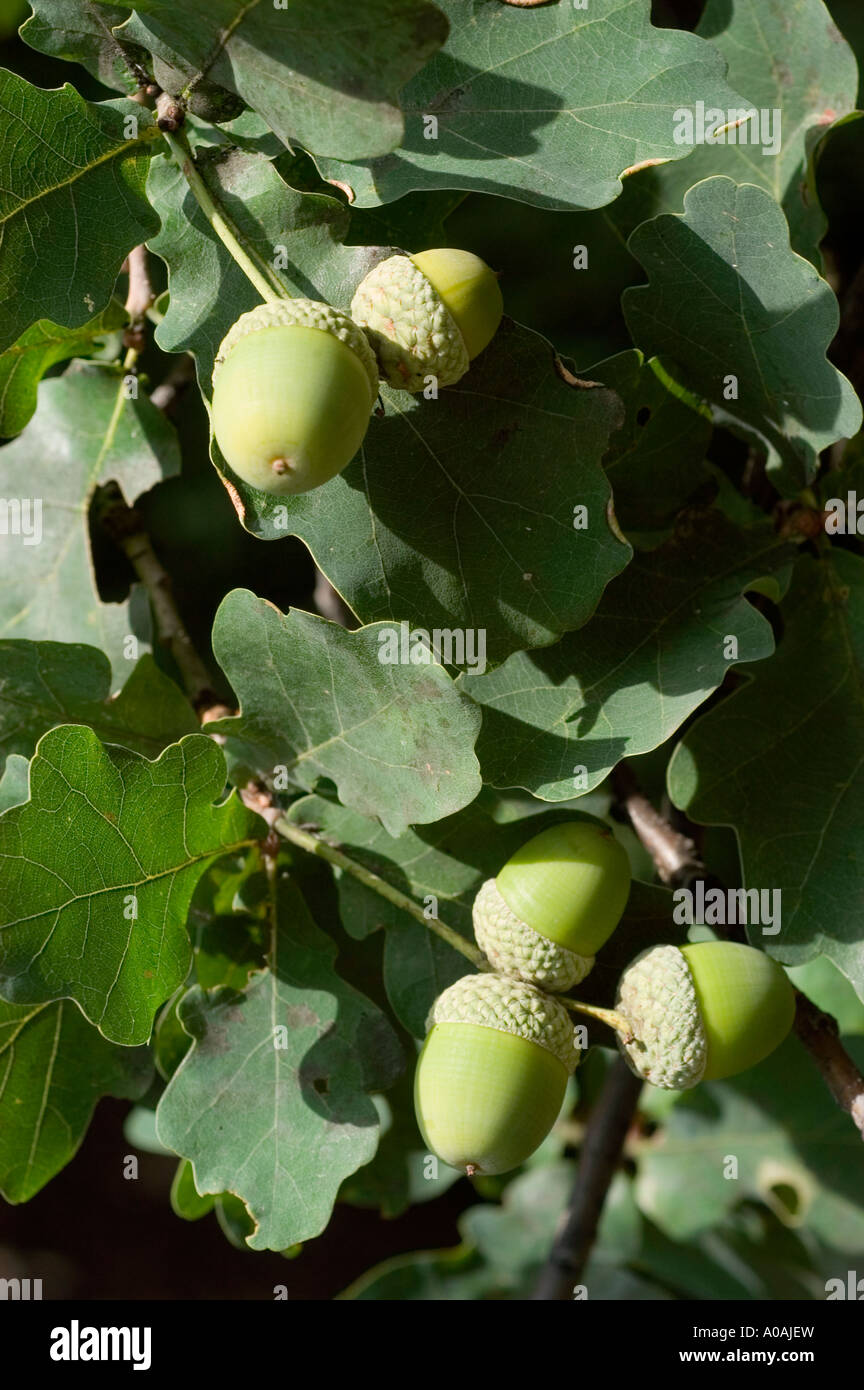 Lots of Acorn nut English Pedunculate Oak Quercus robur Stock Photo - Alamy