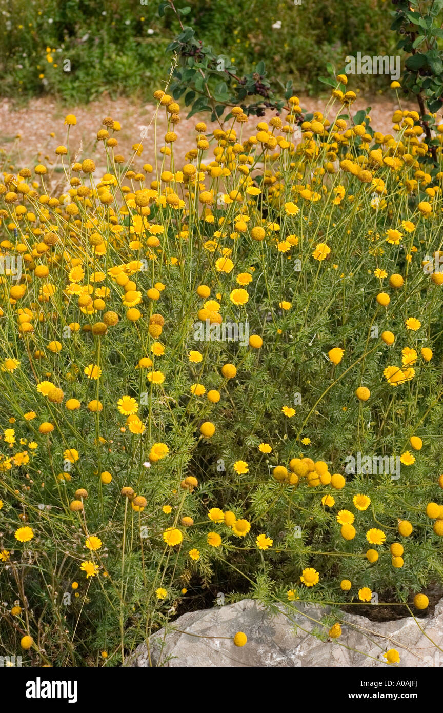 Yellow flowers of Common Fleabane Asteraceae Pulicaria Dysenterica ...