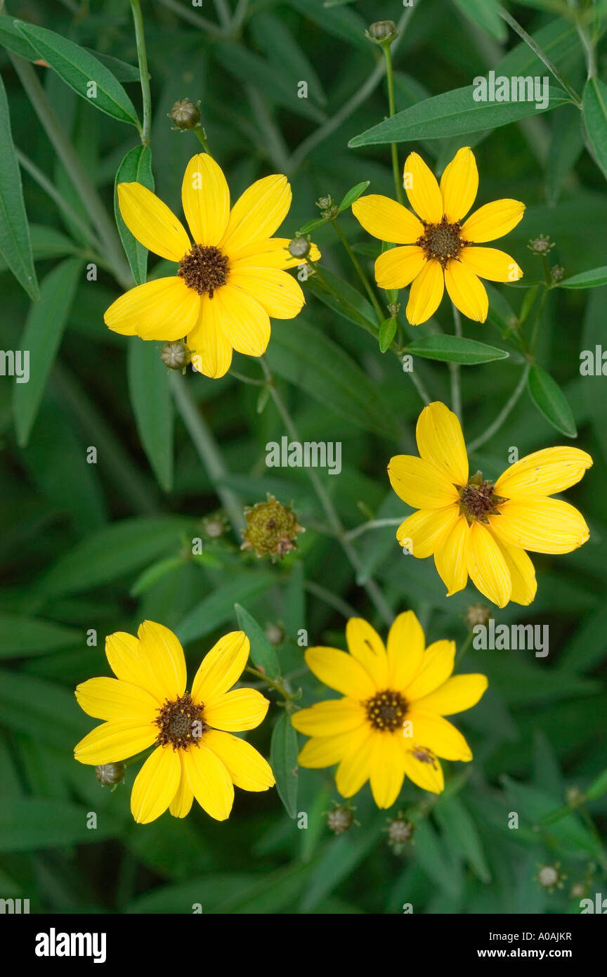 Yellow flowers of black eyed susan rudbeckia hirta Illinois USA Stock ...