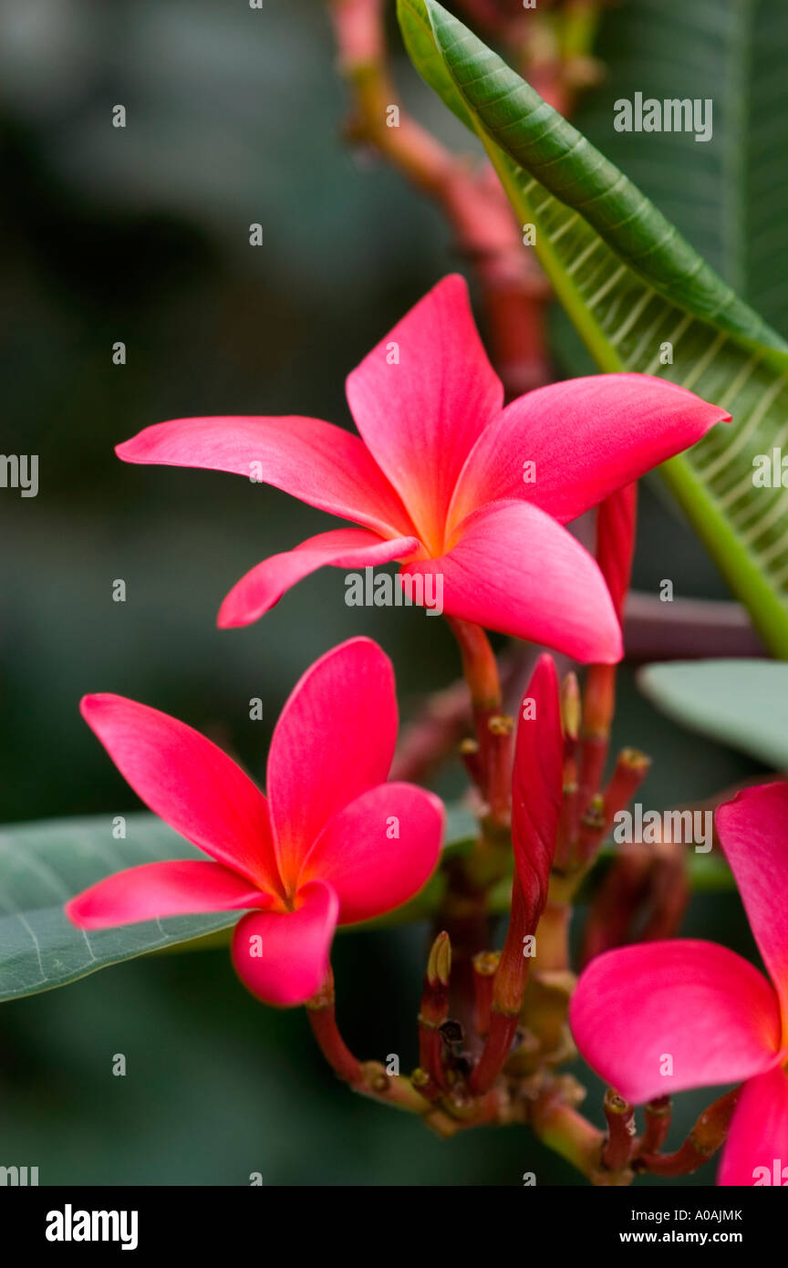 Red plumeria plumeria rubra hi-res stock photography and images - Alamy
