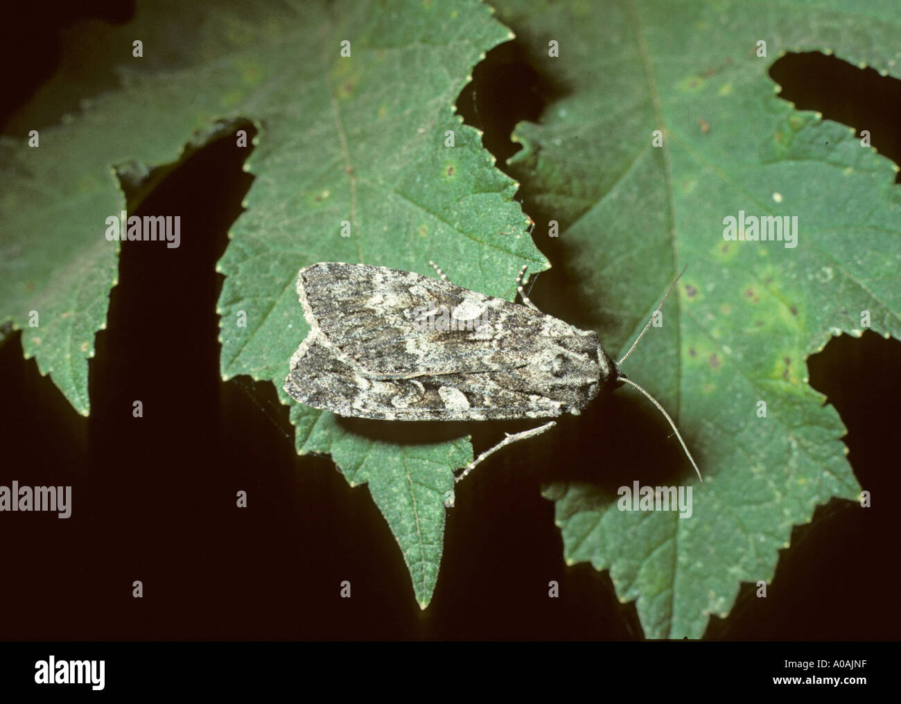 Great Brocade moth eurois occulta at rest on hogweed Norfok UK July ...