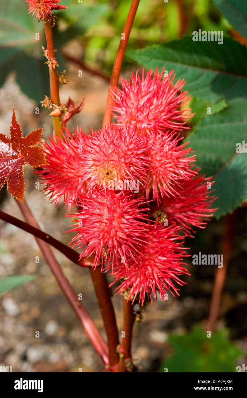 Leaves and red fruits of castor bean or castor oil plant Euphorbiaceae ...