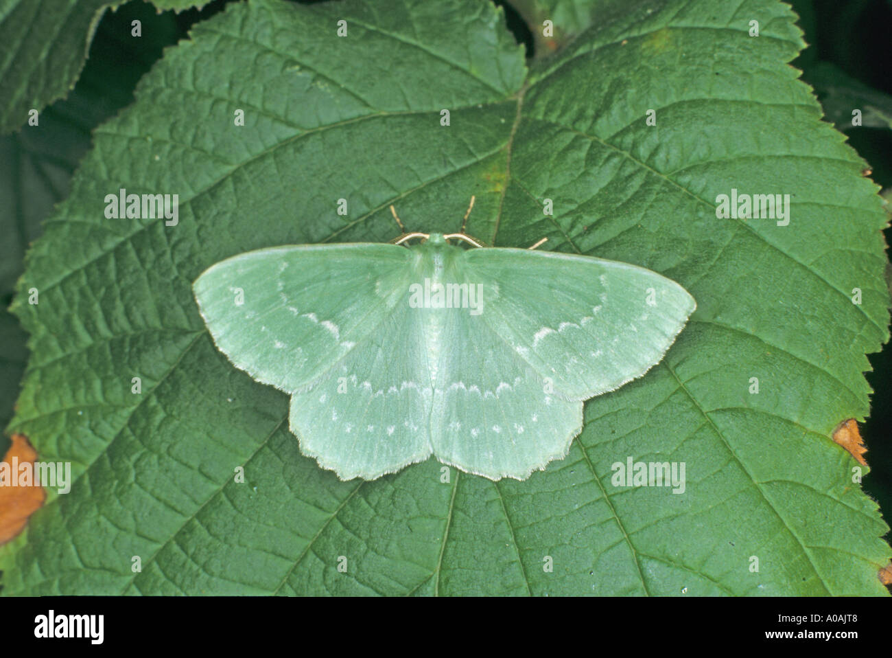 Large Emerald Moth geometra papilionaria at rest on hazel leaf Norfolk ...