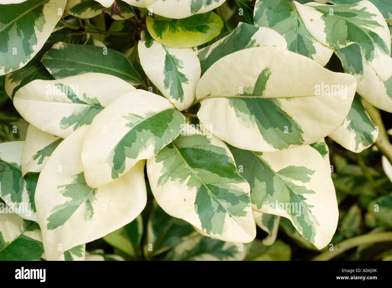 White green leaves of UMBRELLA CATCHBIRD TREE Nyctaginaceae Pisonia ...