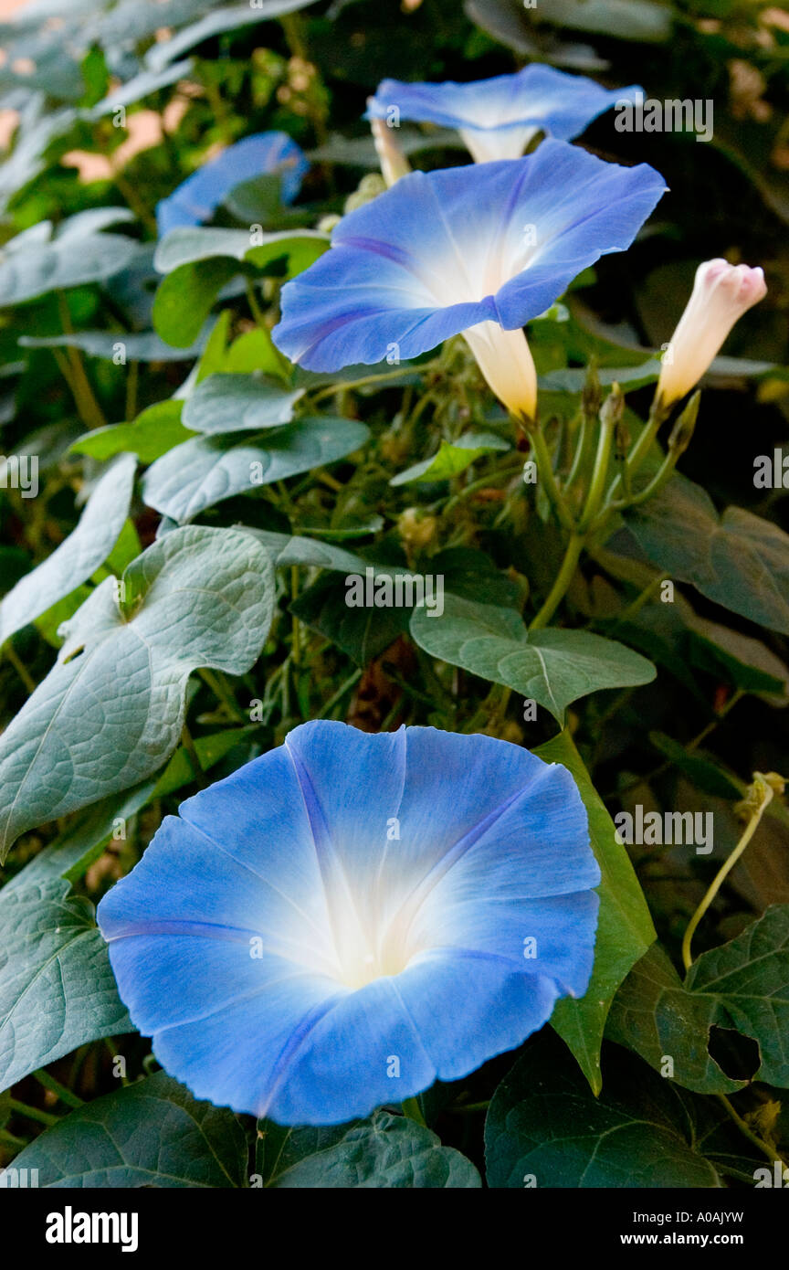 Convolvulus flowers hi-res stock photography and images - Alamy