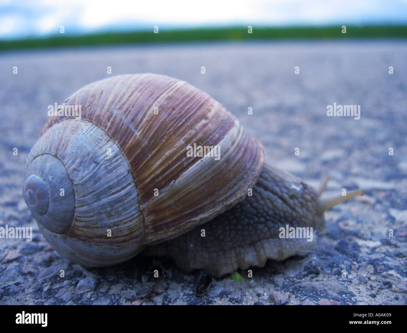 Car snail road hi-res stock photography and images - Alamy